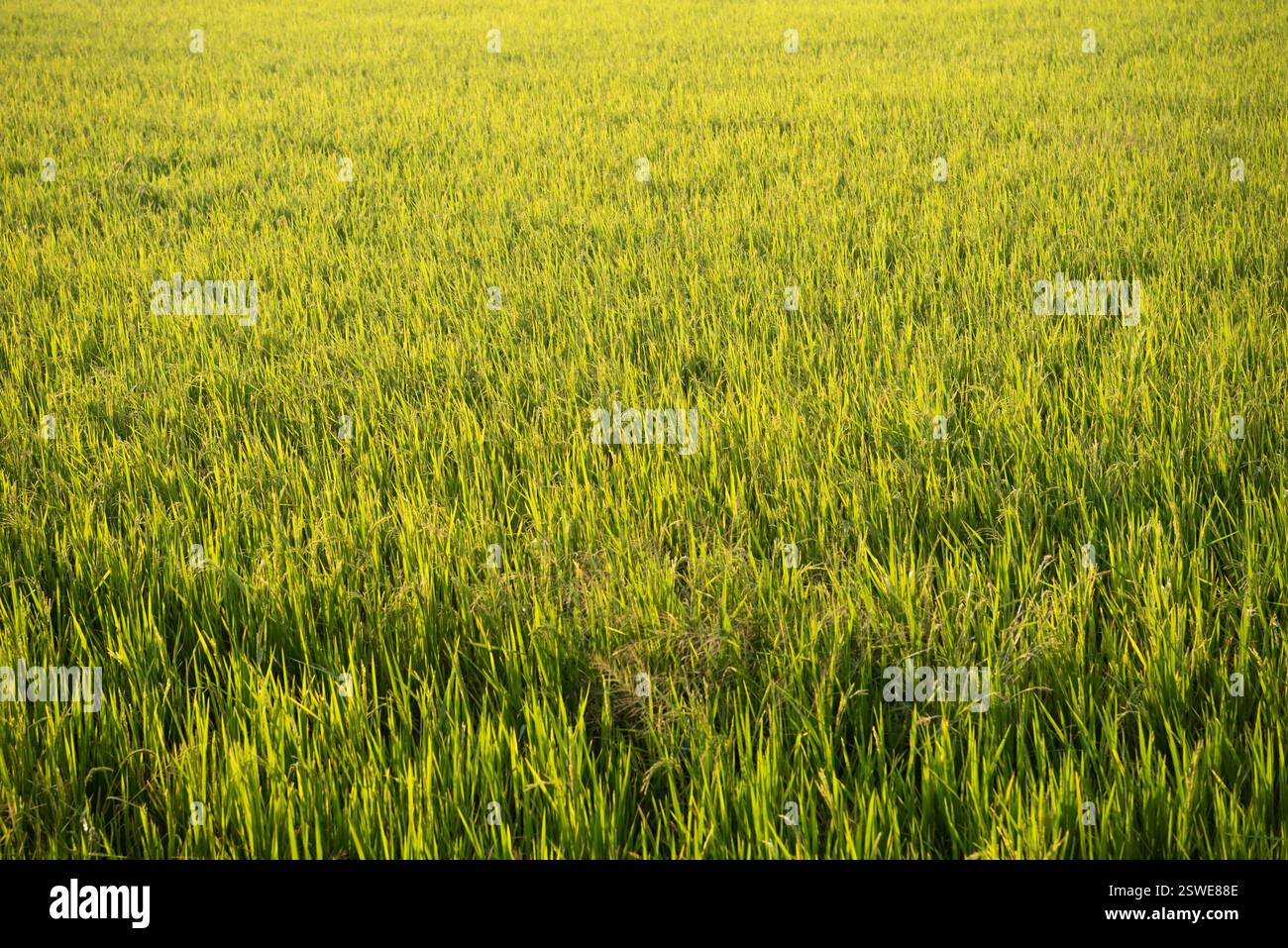 Nature of rice field on rice paddy green color lush growing is a ...
