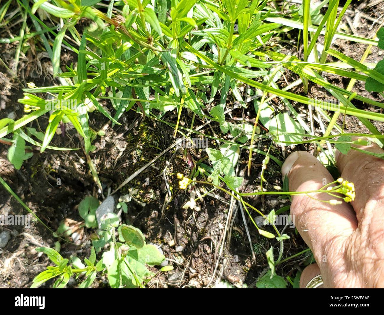 Wood Whitlow-grass (Draba nemorosa), Plantae, Judith Basin County, MT ...