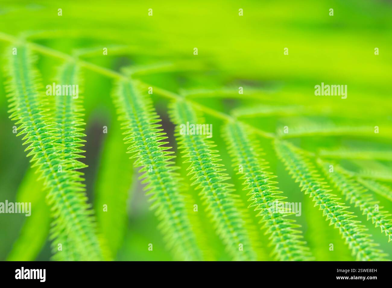 Greenery background, green color of nature plant and leaf environment ...