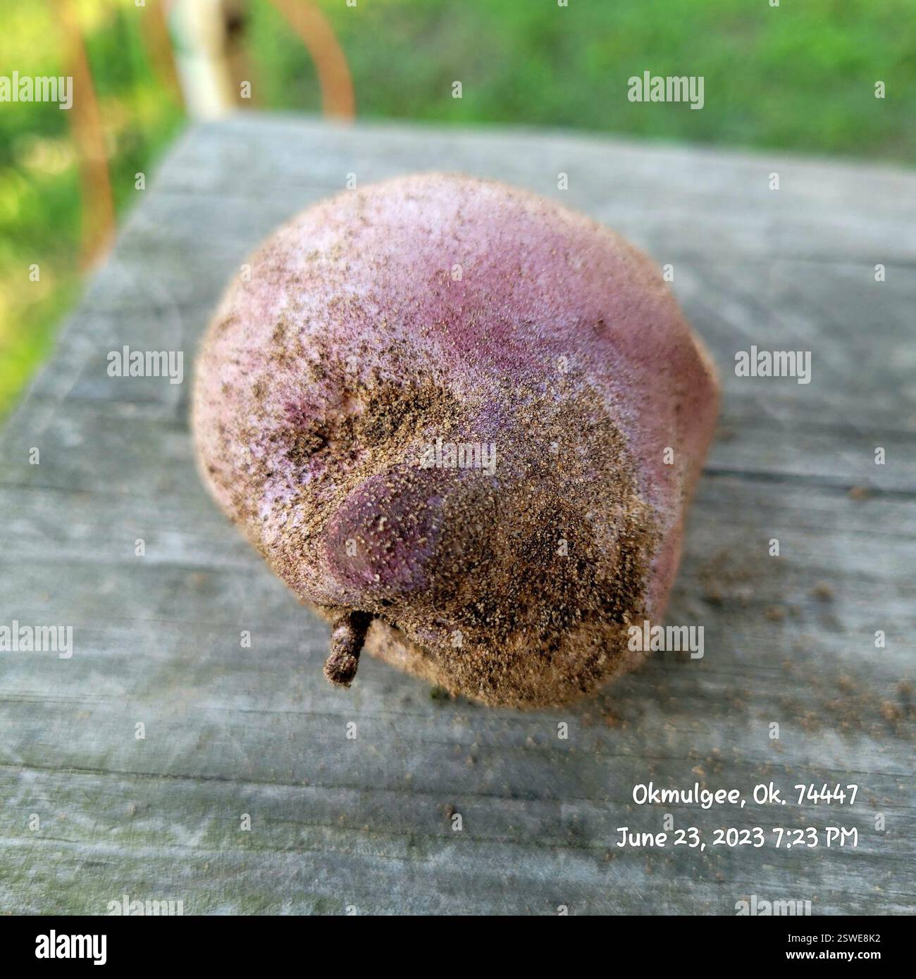 common earthball (Scleroderma citrinum), Fungi, Okmulgee, OK 74447, USA ...