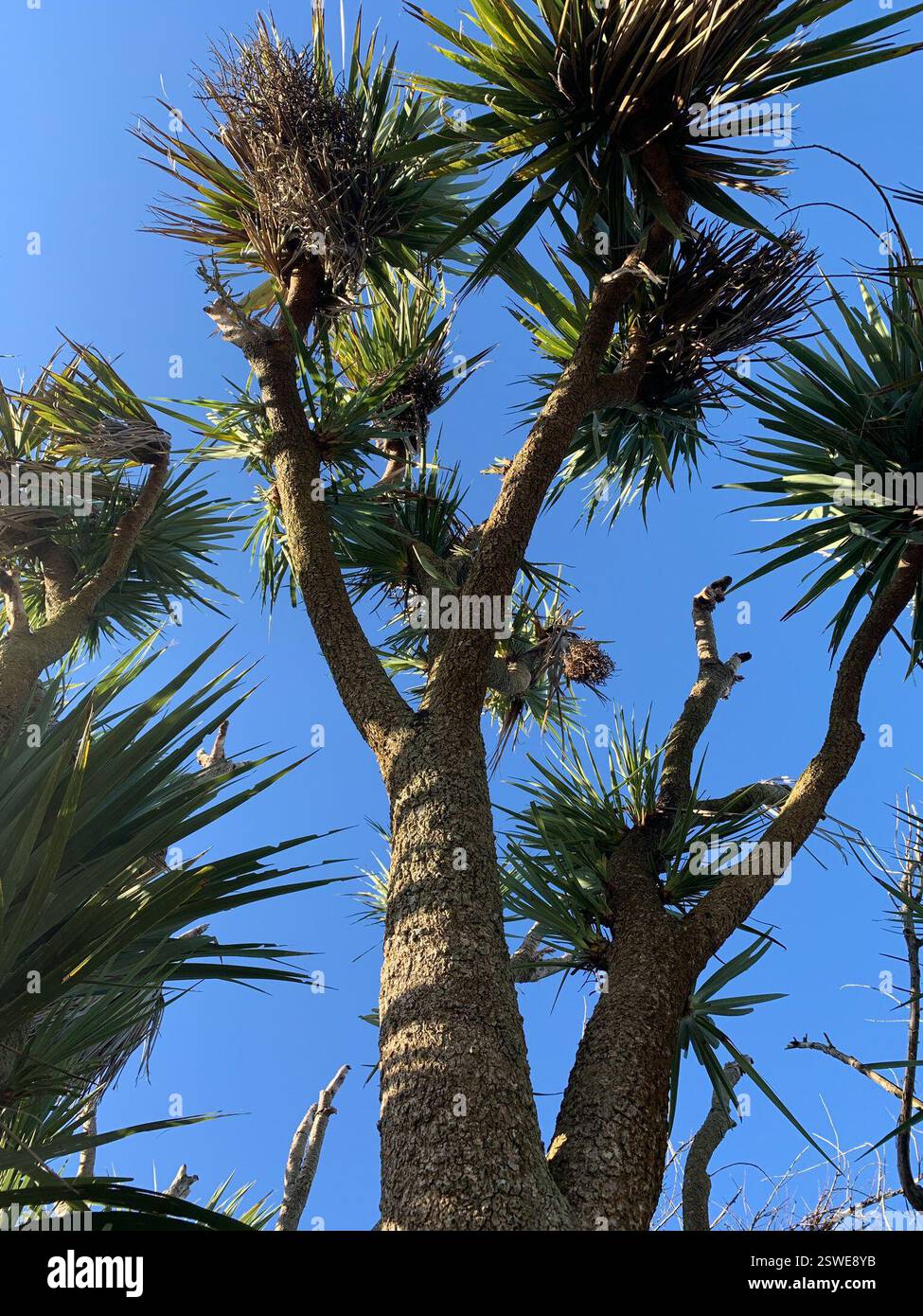 New Zealand cabbage tree (Cordyline australis), Plantae, Te Waipounamu ...