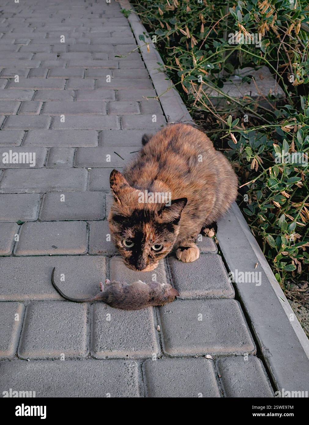 Brown cat with a mouse as its food. A mixed-color fur cat looking up at ...