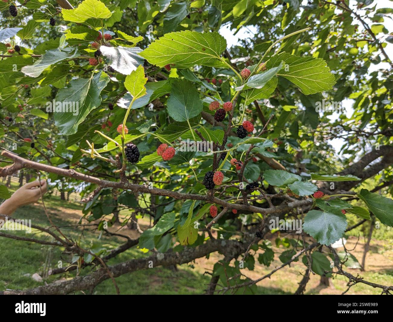 black mulberry (Morus nigra), Plantae, Paeonian Springs, VA 20129, USA ...
