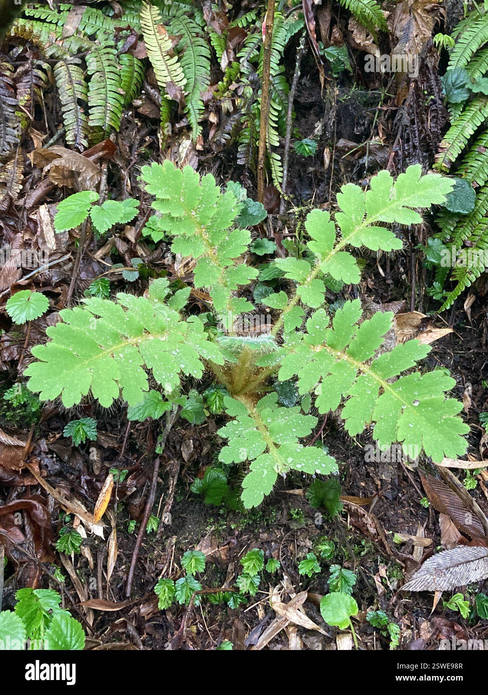 (Meconopsis wallichii), Plantae, Mechi, NP Stock Photo - Alamy