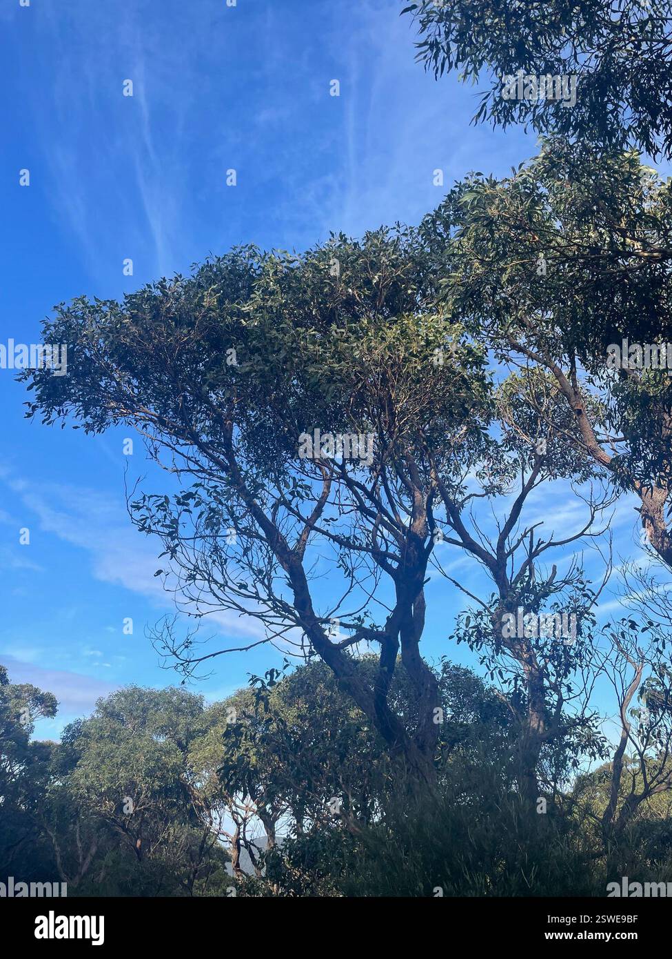 narrow-leaf peppermint gum (Eucalyptus radiata), Plantae, Wilsons ...