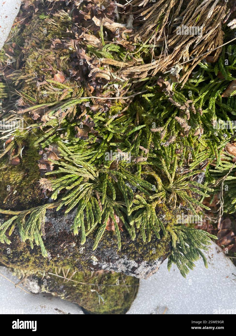 alpine clubmoss (Diphasiastrum alpinum), Plantae, Geiranger Fjord ...