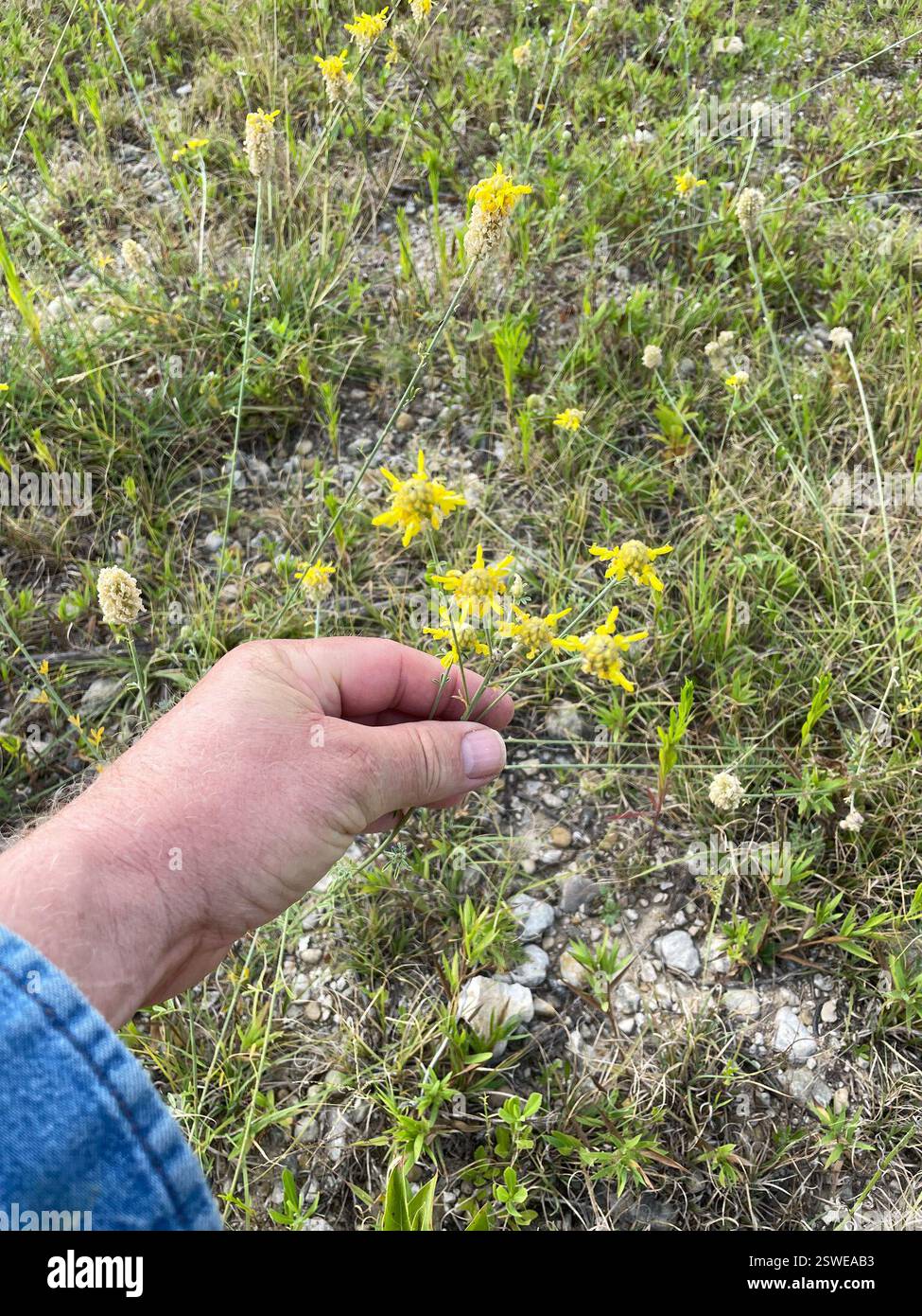 Dalea aurea hi-res stock photography and images - Alamy