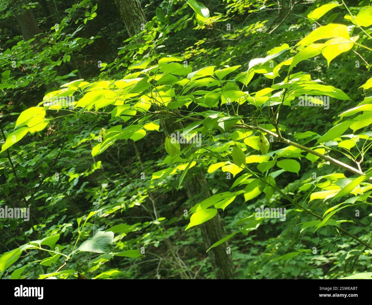 American bladdernut (Staphylea trifolia), Plantae, Fox Chase, KY 40165 ...