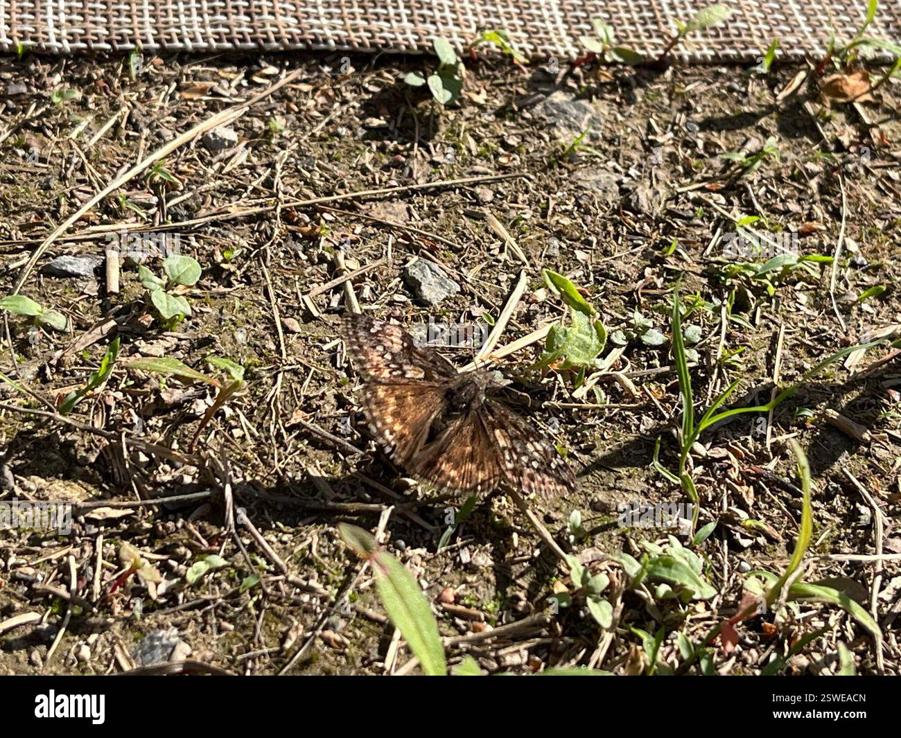 Wild Indigo Duskywing (Erynnis baptisiae), Insecta, Darby Hill Rd ...