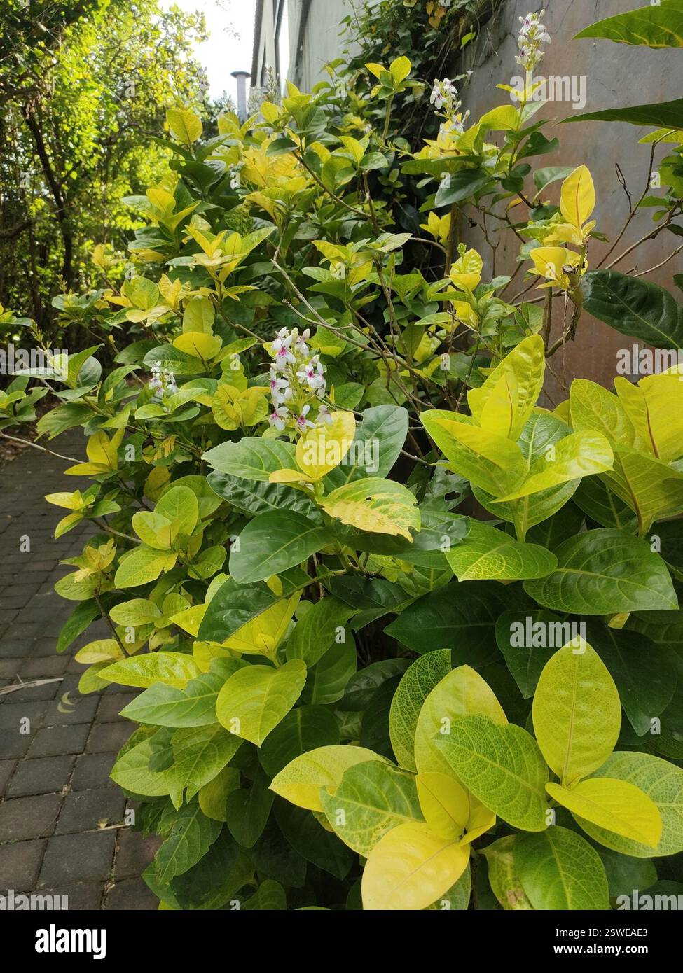 Pseuderanthemum carruthersii hi-res stock photography and images - Alamy