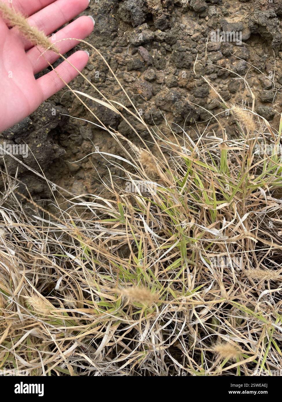 Buffelgrass usa hi-res stock photography and images - Alamy