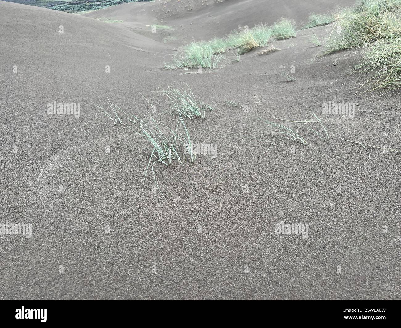 grasses, sedges, cattails, and allies (Poales), Plantae, Owyhee County ...