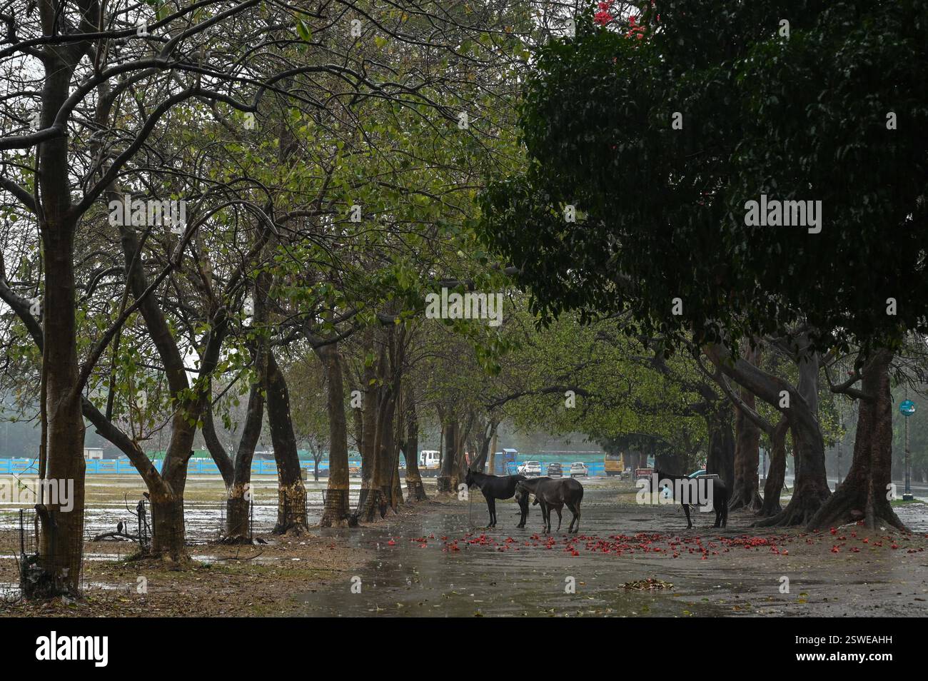 KOLKATA, INDIA - FEBRUARY 20: Sudden rainfall occurred on February 20, 2025 in Kolkata, India ...