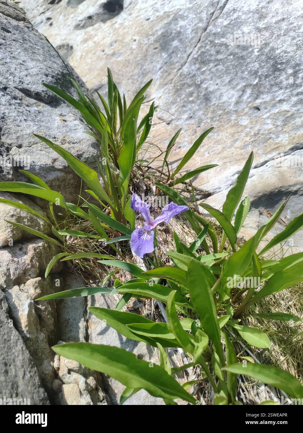 beach-head iris (Iris hookeri), Plantae, Rimouski, QC G5L 3K9, Canada ...