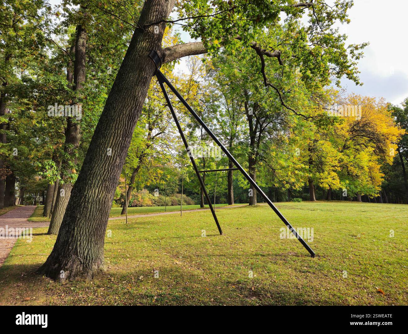 Support for heavy branches of old trees in the park. Caring for the ...