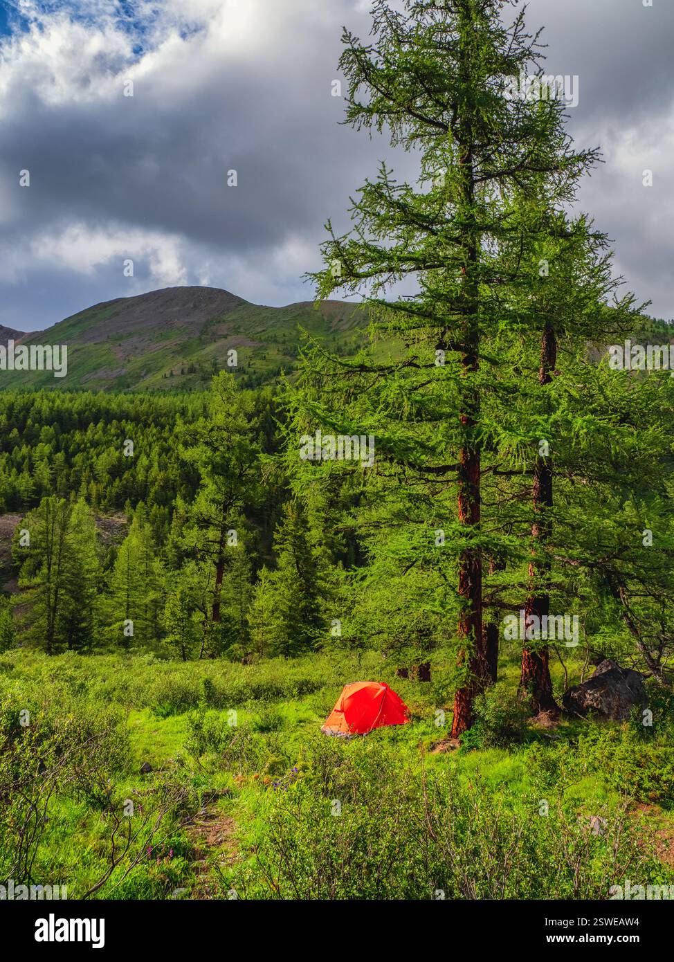 Camping in the mountain. Orange tent under a tall tree in a mountain ...