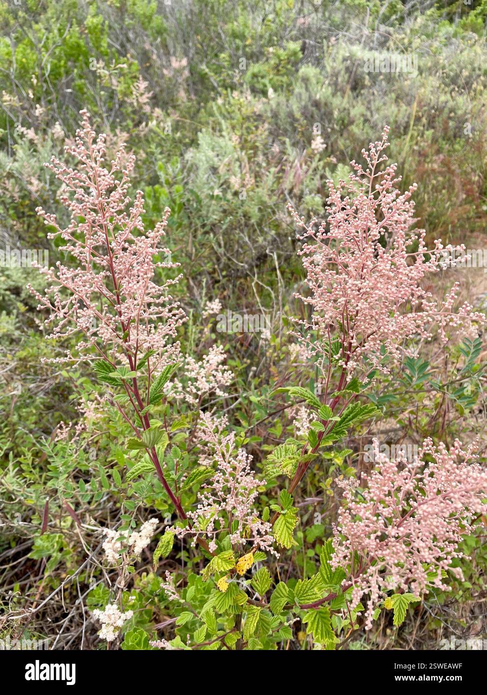Ocean spray (Holodiscus discolor), Plantae, Garrapata State Park ...