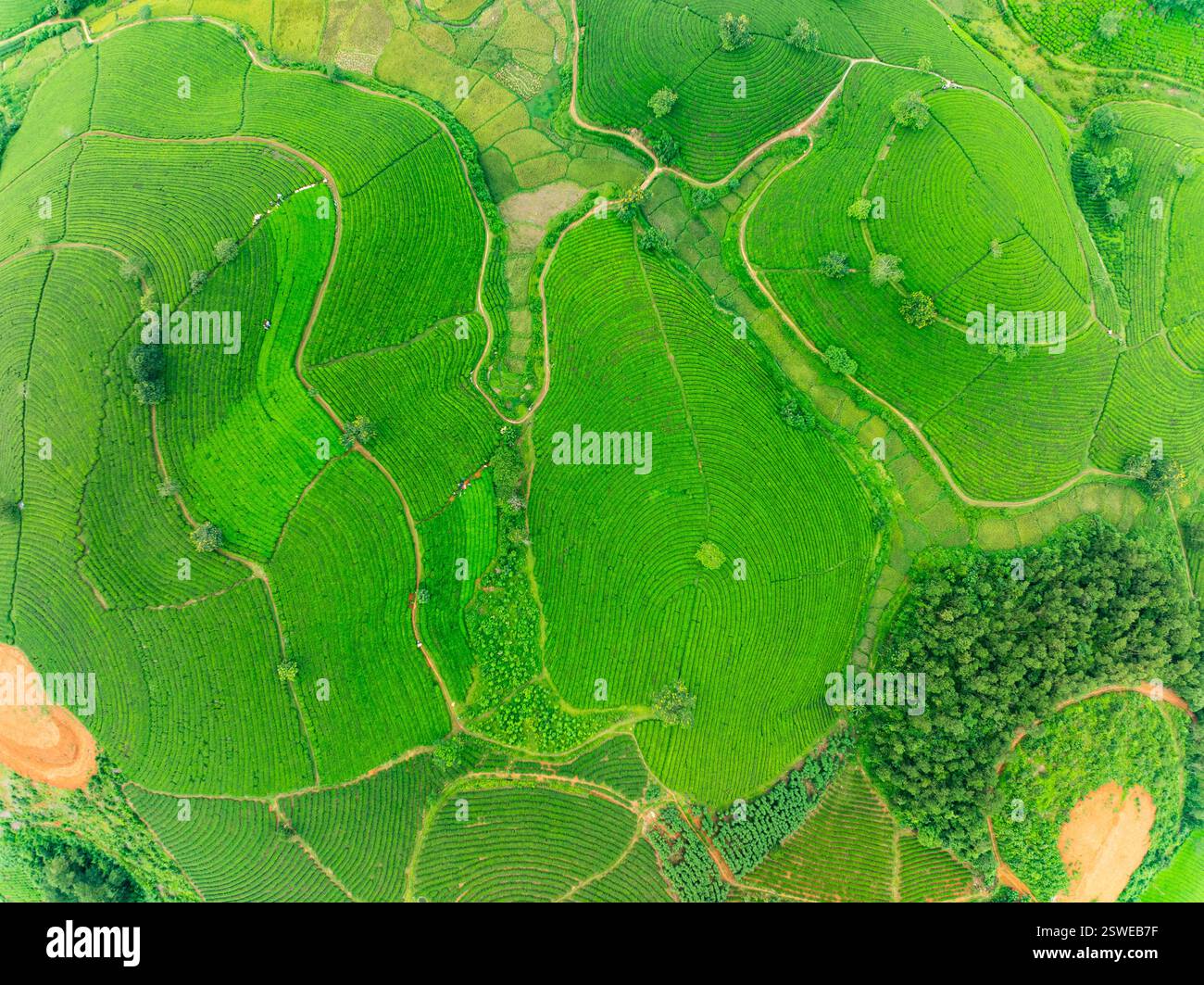 High angle view Rows of growing tea plantation at Long Coc mountains ...