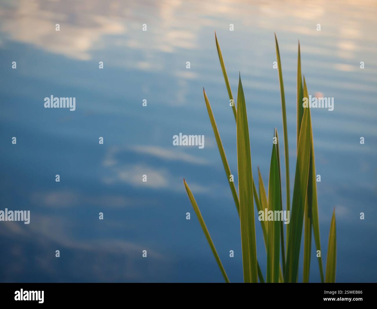 Beautiful natural background with leaves of reeds against the blue of ...