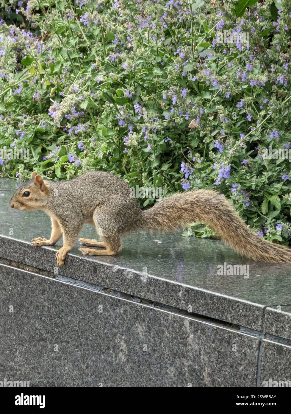 Eastern Fox Squirrel (Sciurus niger), Mammalia, Liberty Ave + Wyndham ...