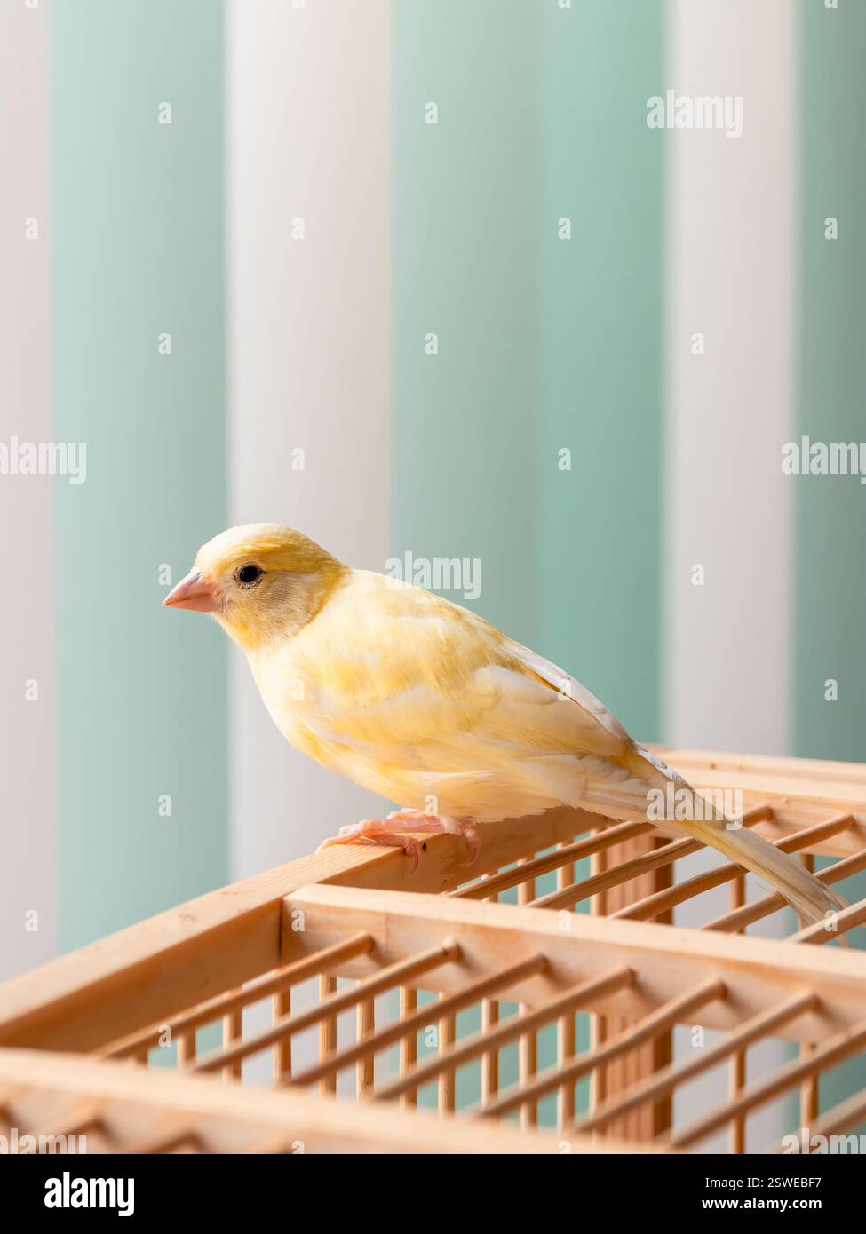 Kanarienvogels hi-res stock photography and images - Alamy