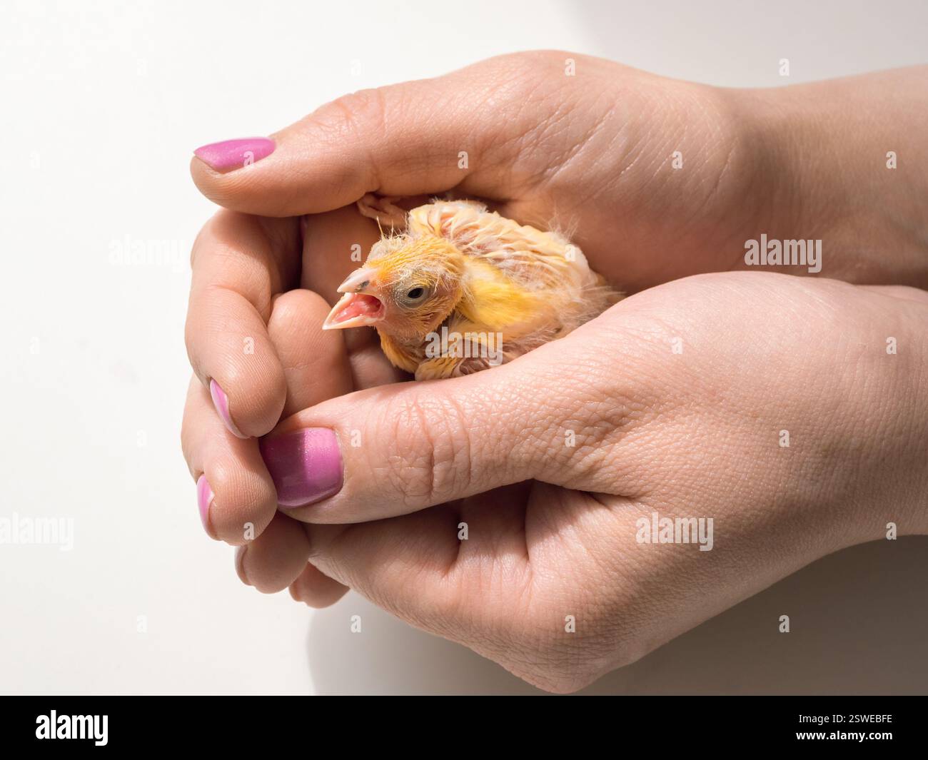Close-up of canary chick on a human palm will be warmed by love and the ...