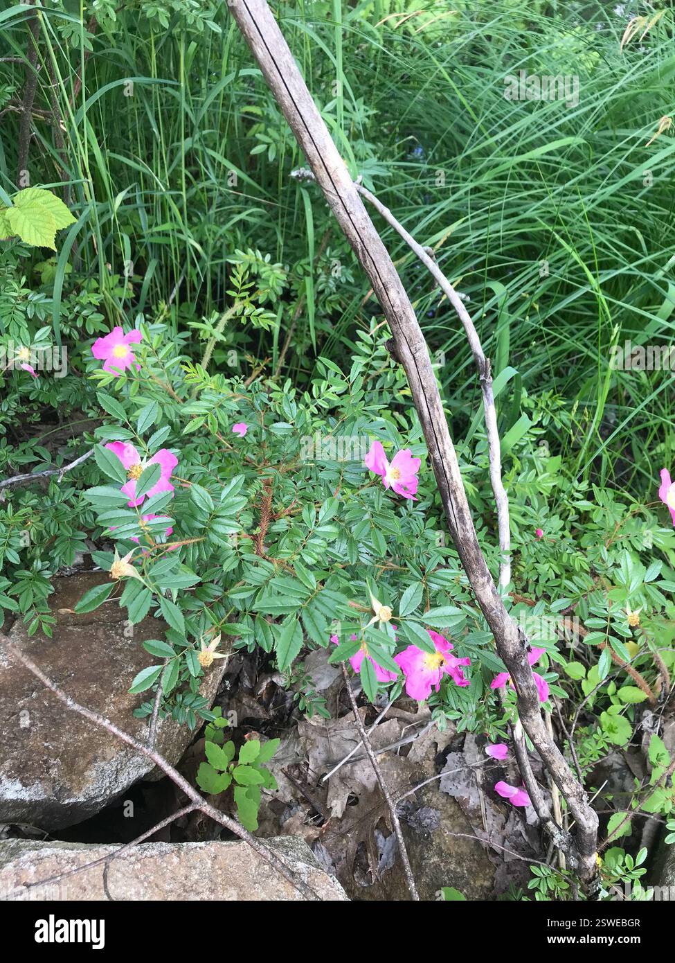 Virginian Rose (Rosa virginiana), Plantae, Windy Ridge Ln, Sanford, ME ...