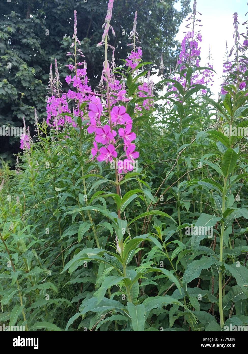 fireweed (Chamaenerion angustifolium), Plantae, IM1 2SH, Isle of Man ...