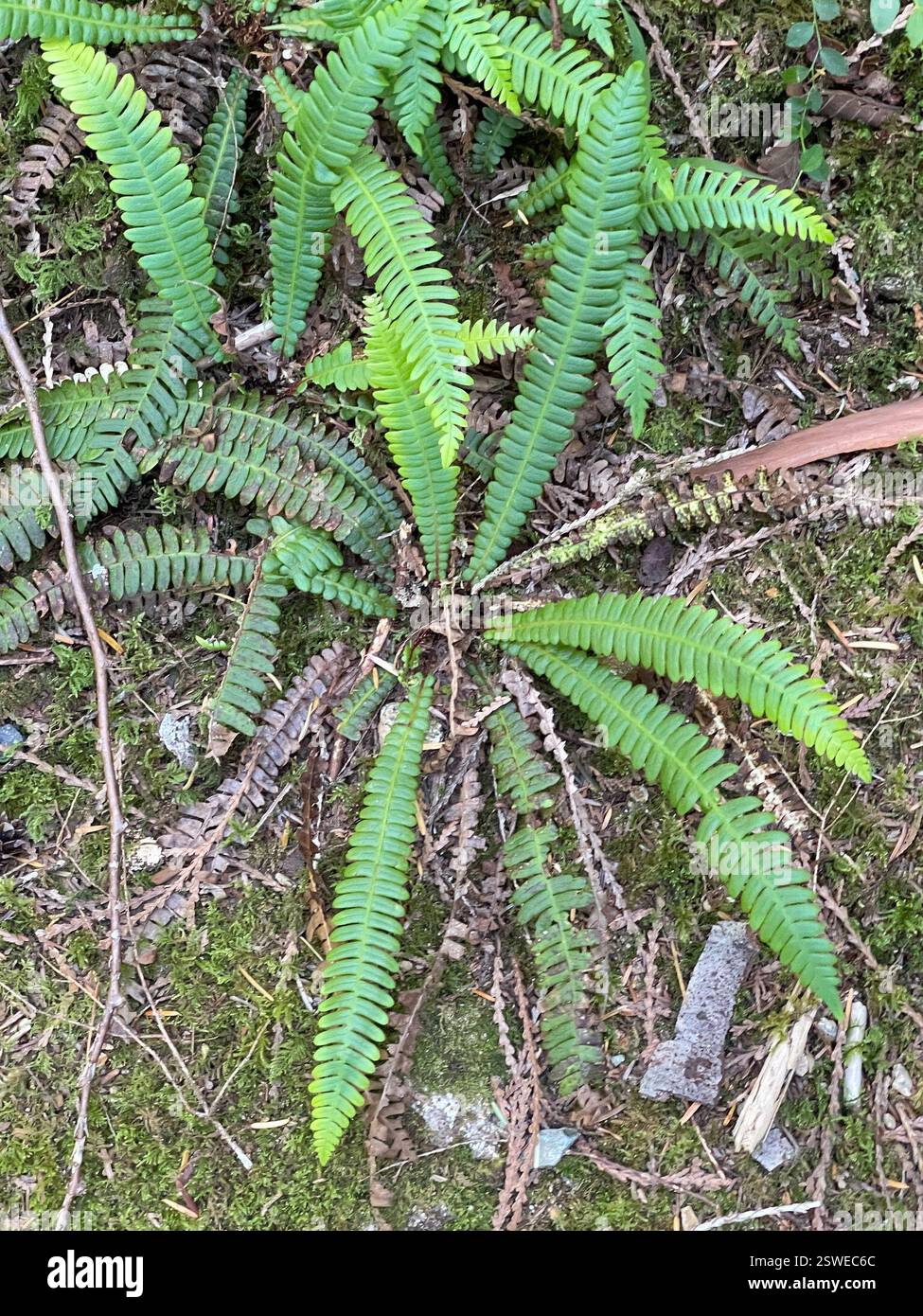 deer fern (Struthiopteris spicant), Plantae, Skookumchuck Narrows Park ...