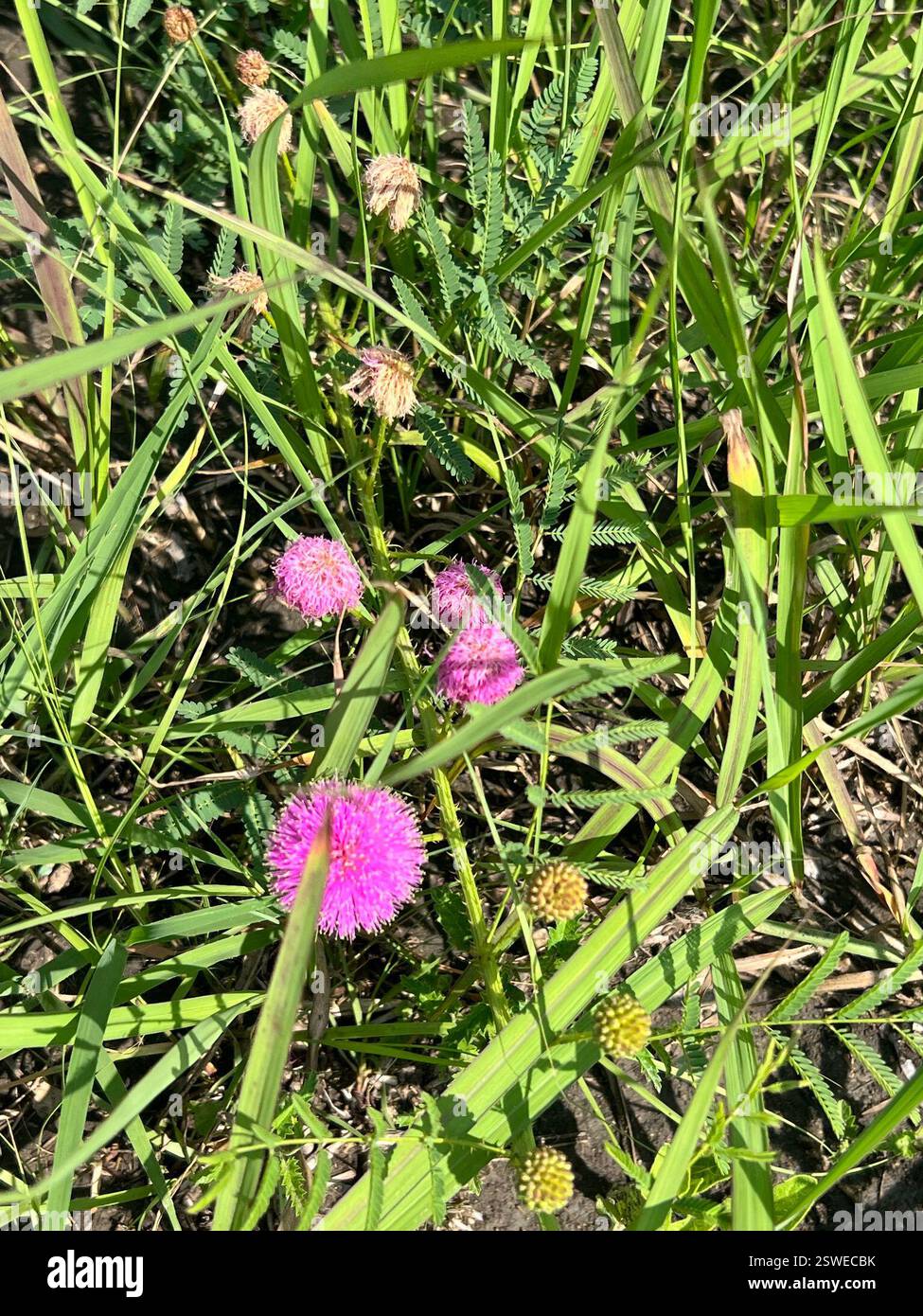 Catclaw Briar (Mimosa nuttallii), Plantae, Manhattan, KS, US Stock ...