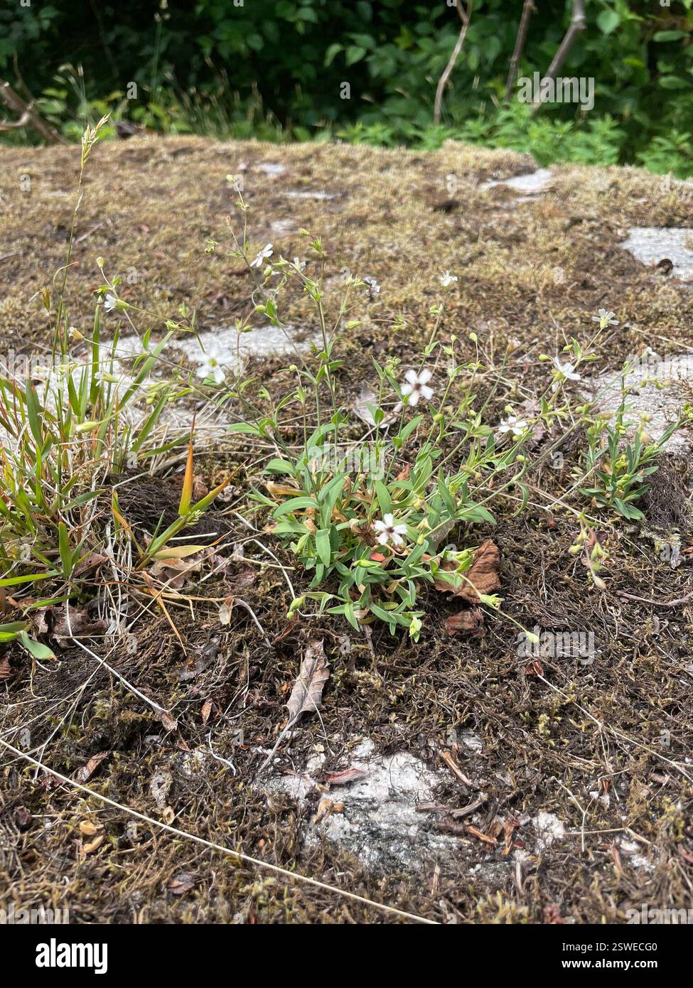Rock Campion (Atocion rupestre), Plantae, Geiranger Fjord, Geiranger ...