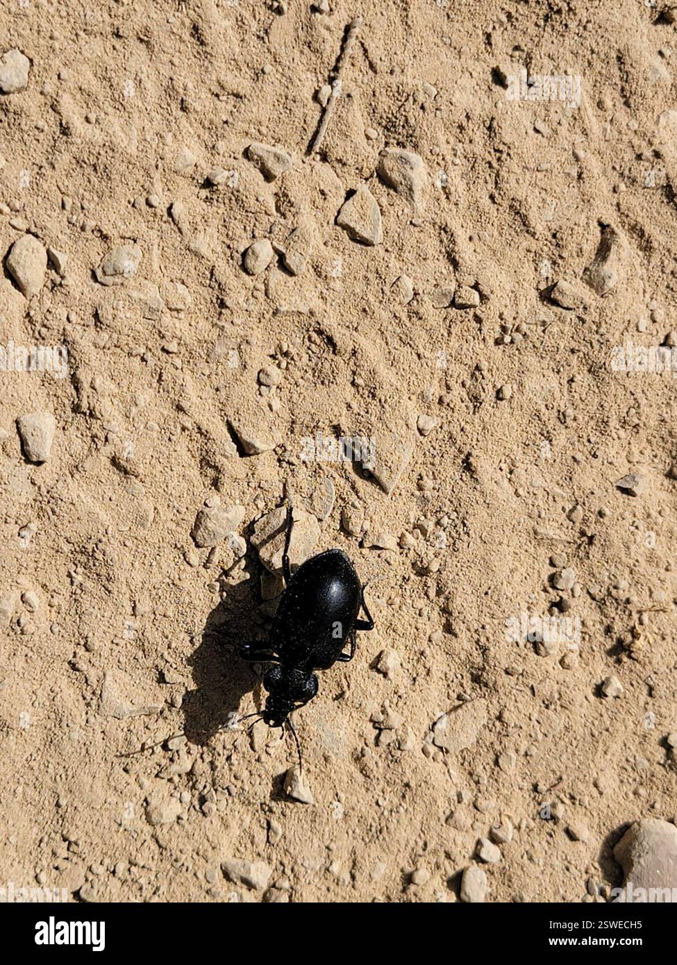 Black Calosoma (Calosoma semilaeve), Insecta, La Honda, CA 94020, USA ...