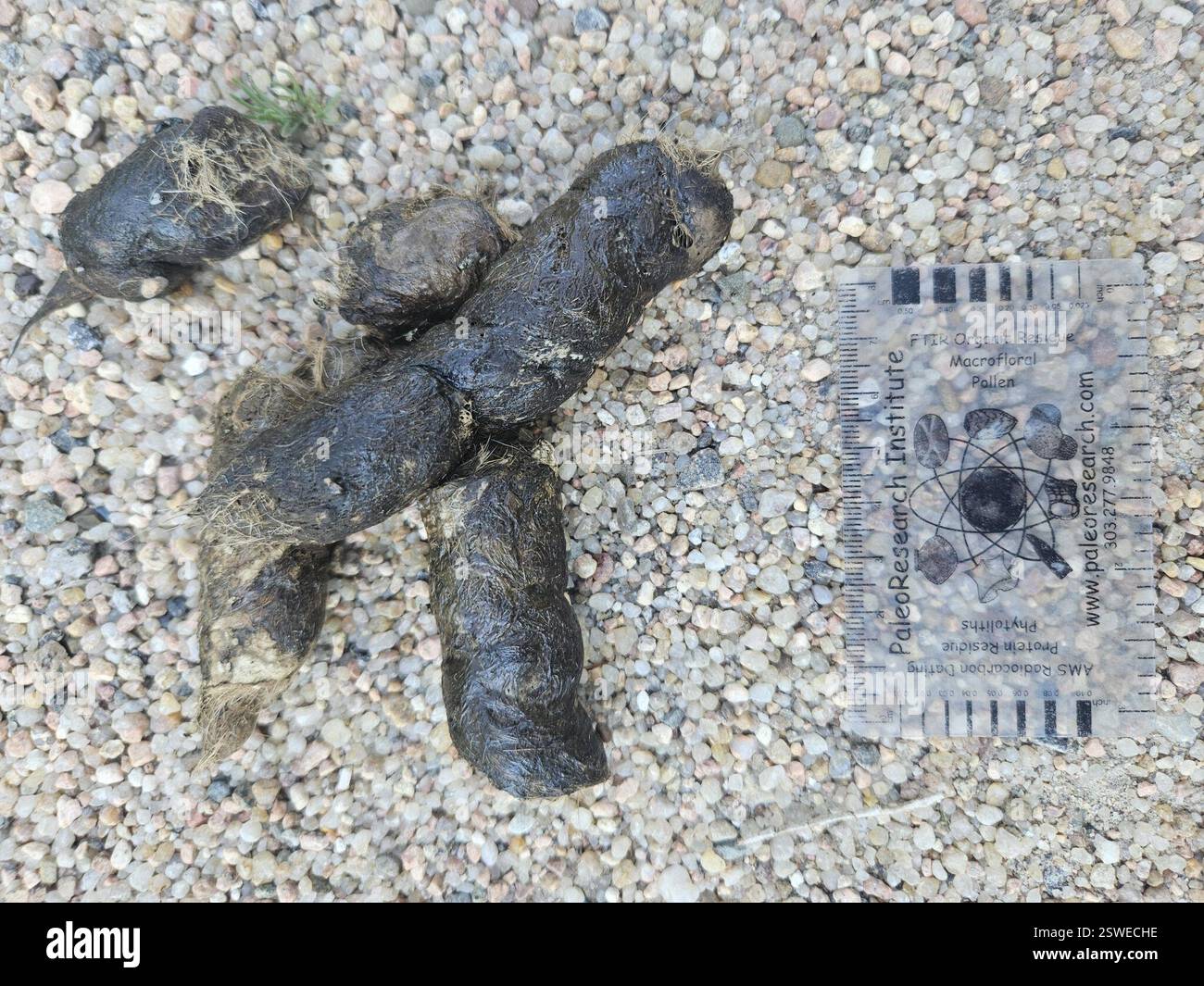 Coyote scat hi-res stock photography and images - Alamy