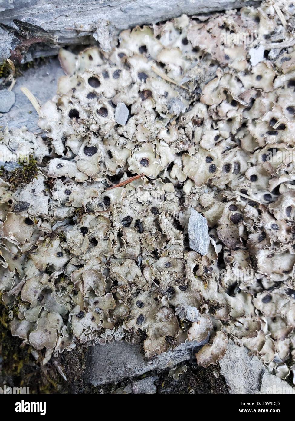 Common Chocolate Chip Lichen (Solorina saccata), Fungi, Fraser-Fort ...