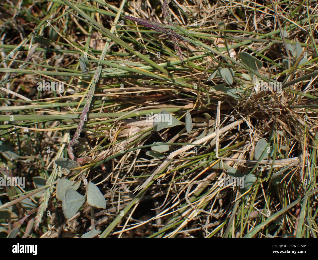 Common Saltmarsh-grass (Puccinellia maritima), Plantae, Hampshire, UK ...