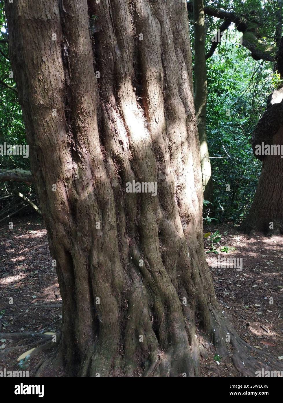 common yew (Taxus baccata), Plantae, Southampton SO30 3XH, UK Stock ...