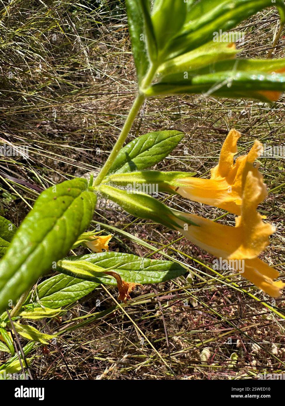 southern bush monkeyflower (Diplacus longiflorus), Plantae, Bel Air ...