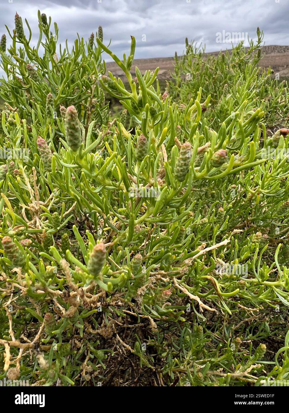 Greasewood (Sarcobatus vermiculatus), Plantae, Owyhee County, ID, USA ...