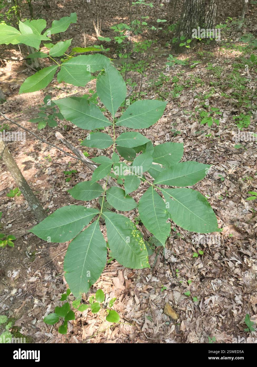bitternut hickory (Carya cordiformis), Plantae, Fox Chase, KY 40165 ...