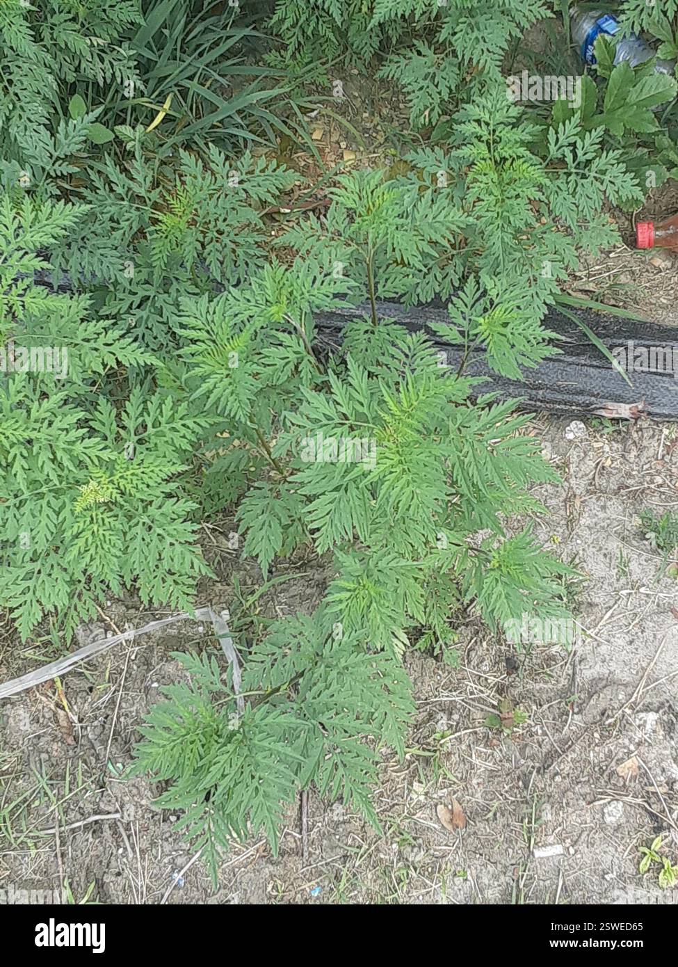 common ragweed (Ambrosia artemisiifolia), Plantae, Richmond Hill, GA ...