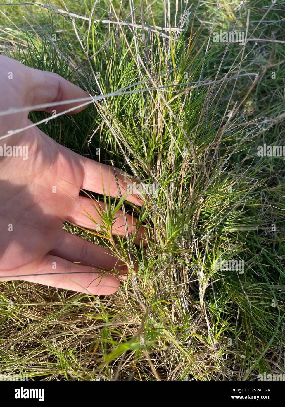 seashore dropseed (Sporobolus virginicus), Plantae, Churchill Island ...