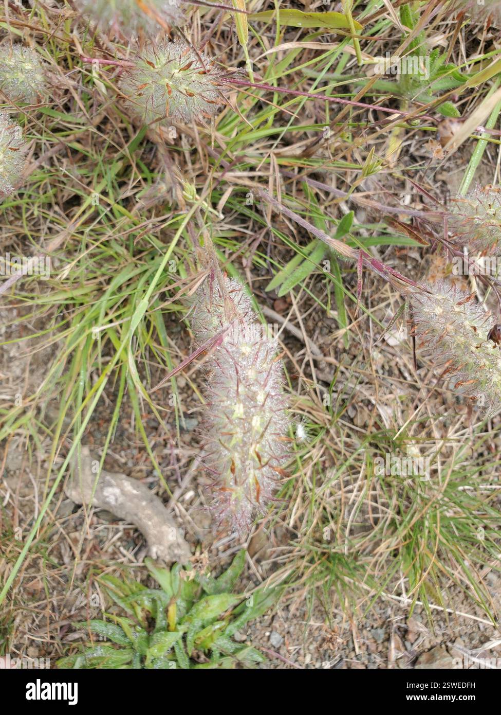 Narrow-leaved clover (Trifolium angustifolium), Plantae, Sausalito, CA ...