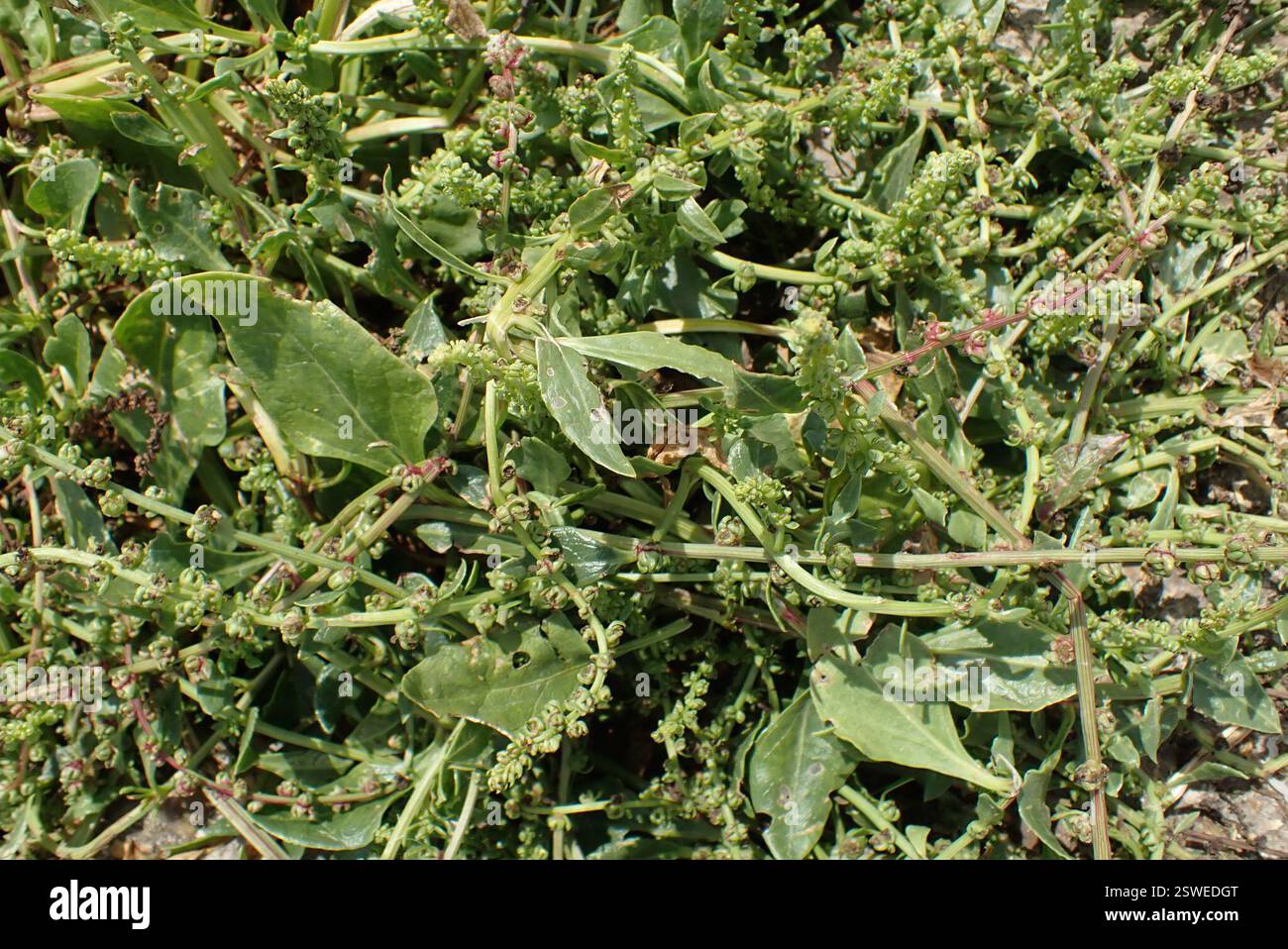 sea beet (Beta vulgaris maritima), Plantae, Emsworth PO10, UK ...