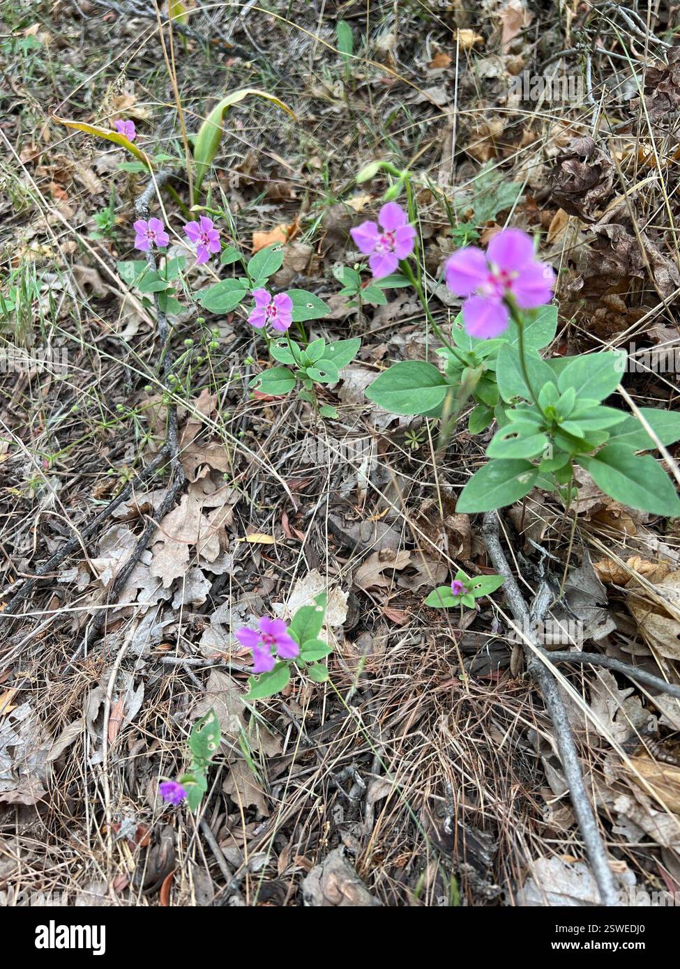 diamond clarkia (Clarkia rhomboidea), Plantae, Mount Olympus Wilderness ...