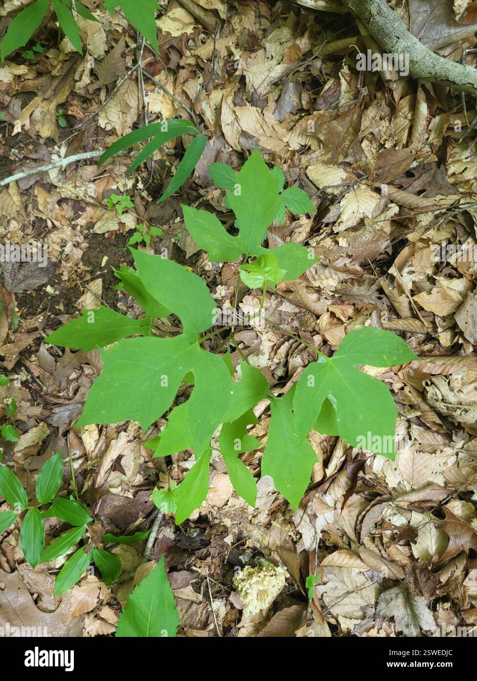 tall rattlesnake root (Nabalus altissimus), Plantae, Fox Chase, KY ...
