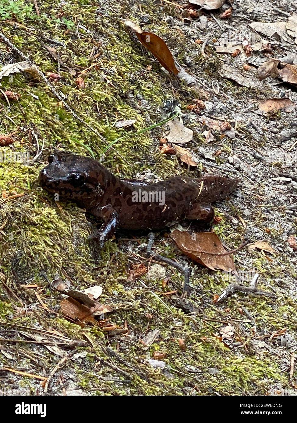 Coastal giant salamanders hi-res stock photography and images - Alamy