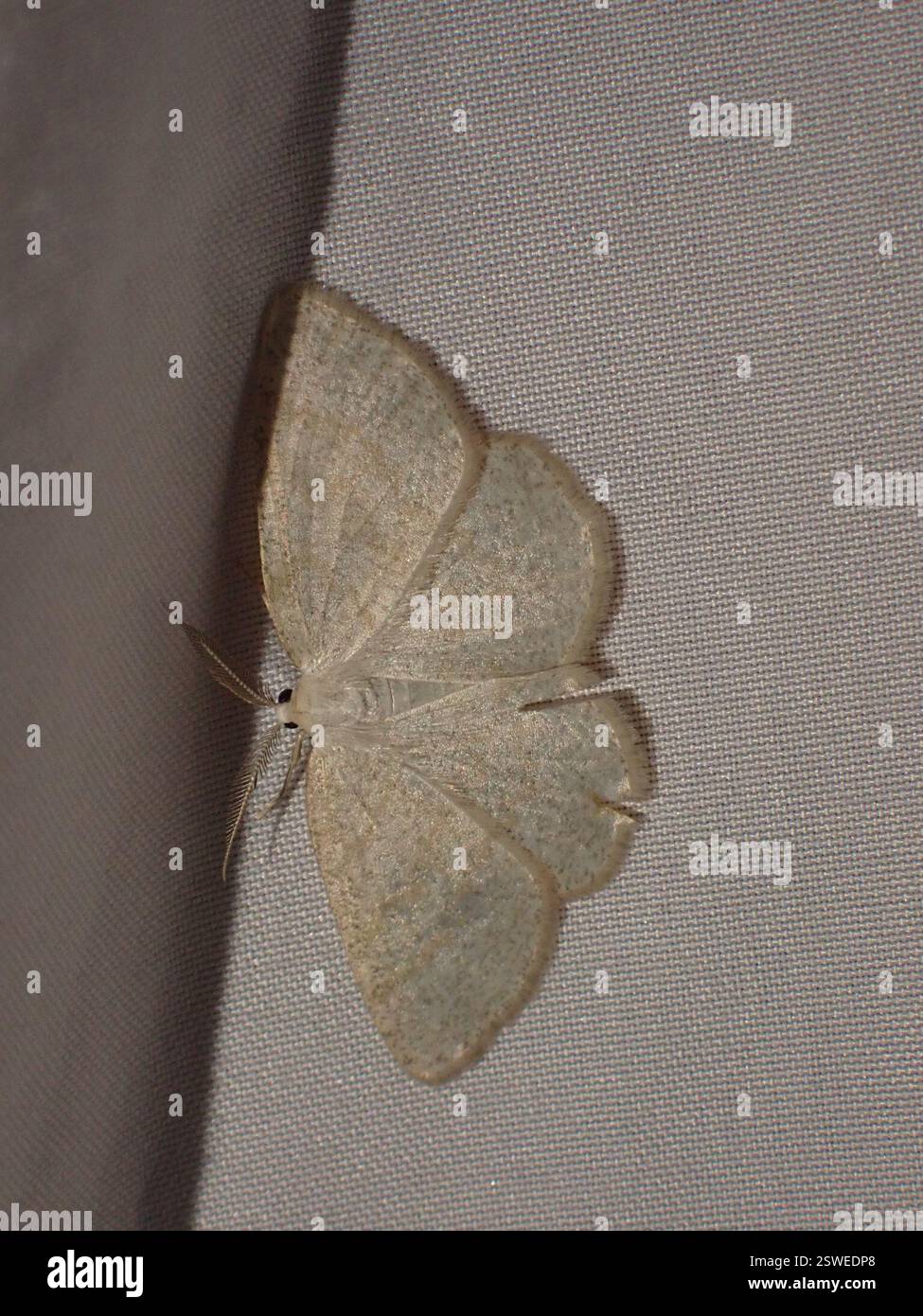 Yellow-dusted Cream Moth (Cabera erythemaria), Insecta, Cypress County ...