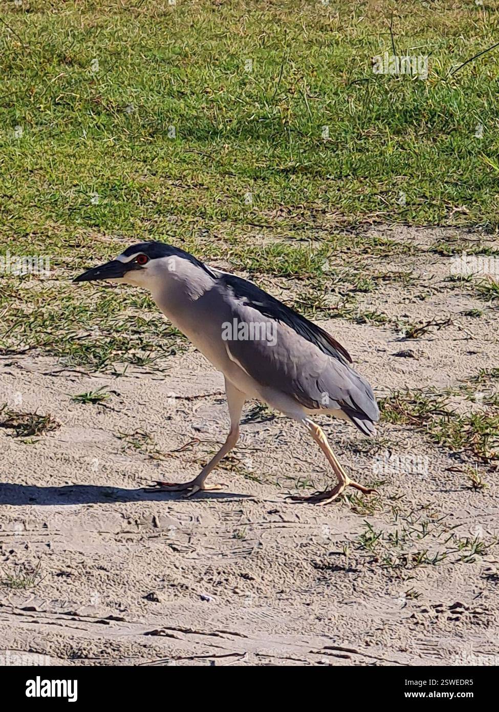 Black-crowned Night Heron (Nycticorax nycticorax), Aves, Rodovia ...