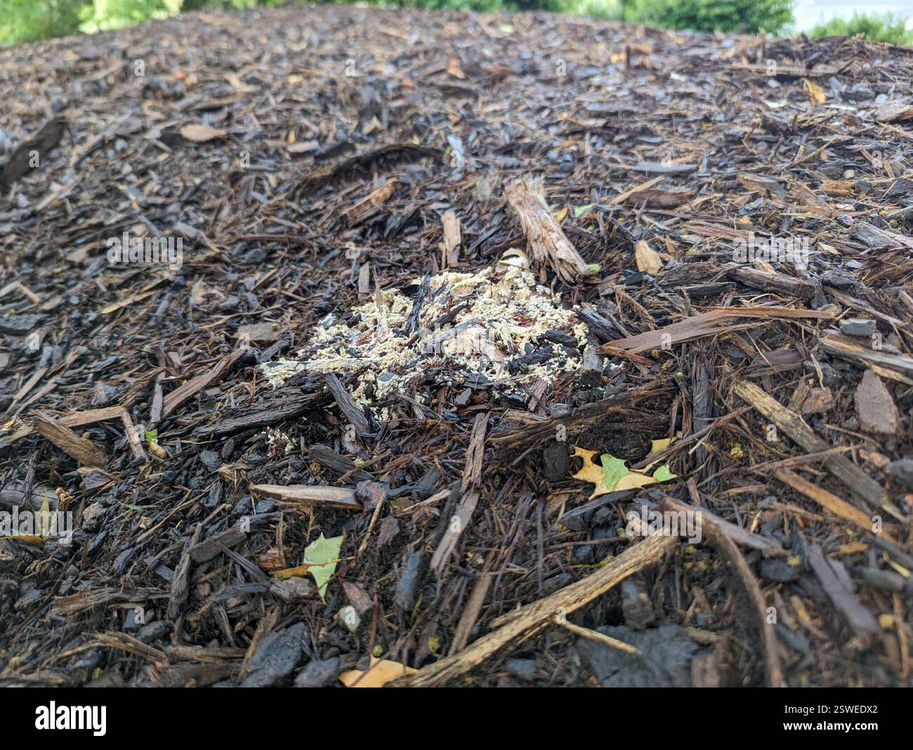 Dog Vomit Slime Mold (Fuligo septica), Protozoa, Rice Hall, Ithaca, NY ...