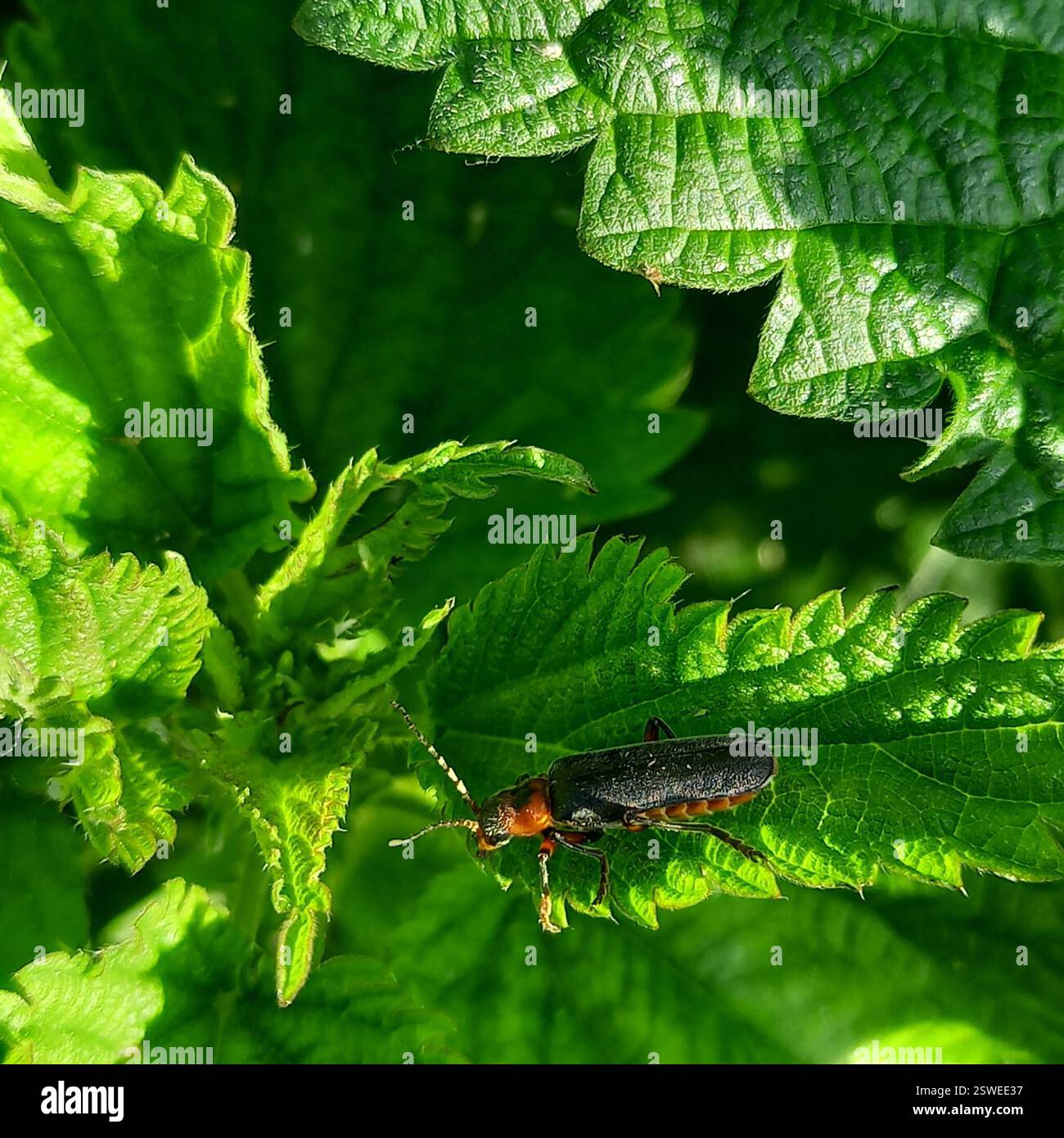 Rustic Sailor Beetle (Cantharis rustica), Insecta, Bratislava II, SK-BL, SK Stock Photo - Alamy